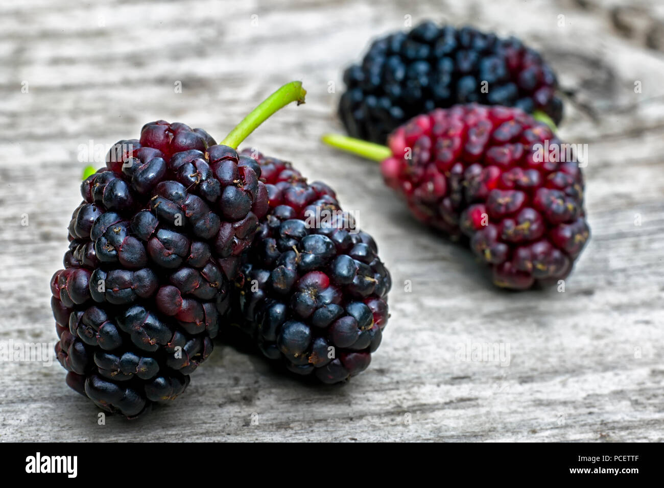 Mulberry tree morus nigra with mulberries hi-res stock photography and images - Alamy
