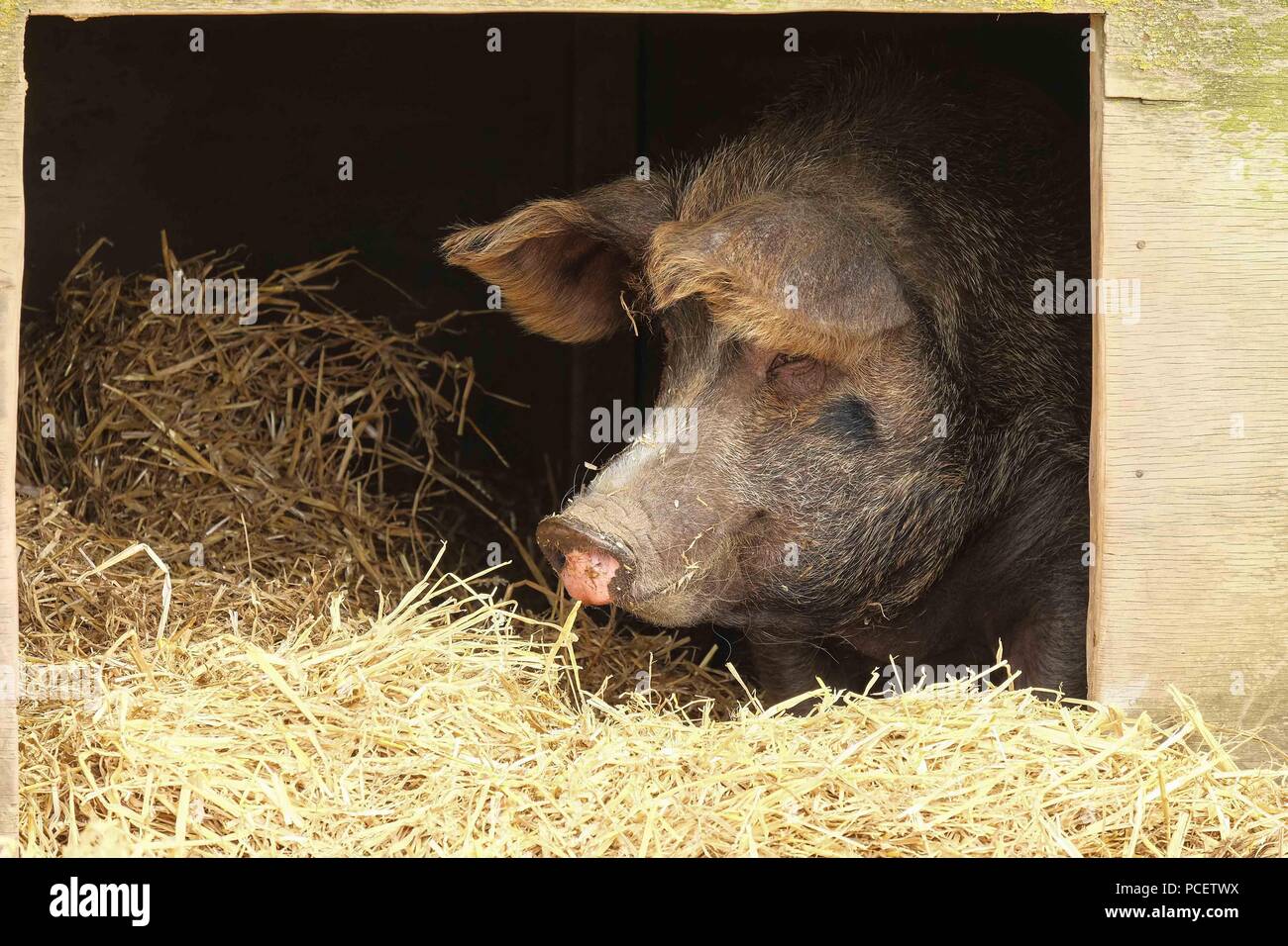 The old pig sty hi-res stock photography and images - Alamy