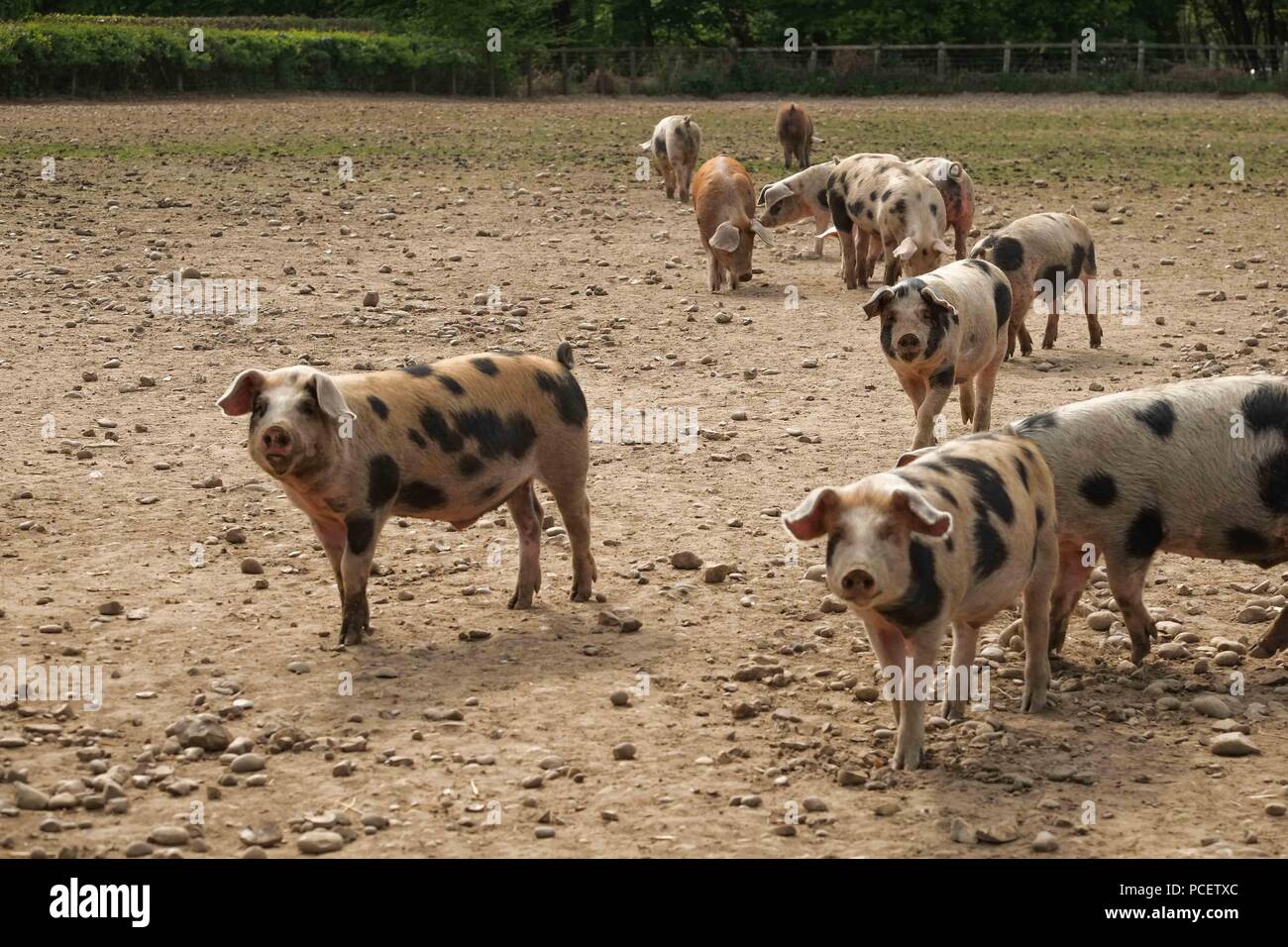 Pigs in a dry dusty field Stock Photo - Alamy