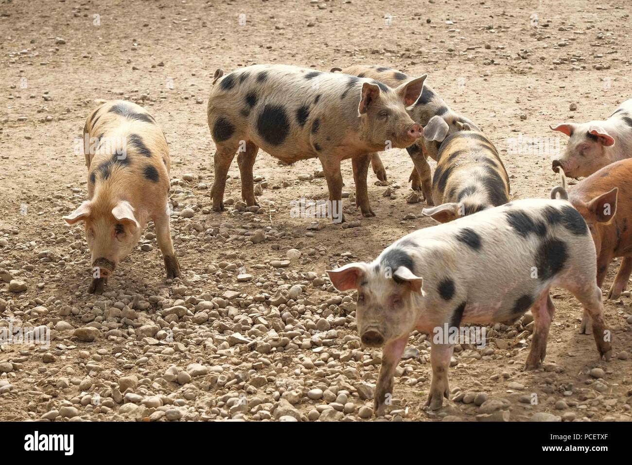Pigs in a dry dusty field Stock Photo - Alamy