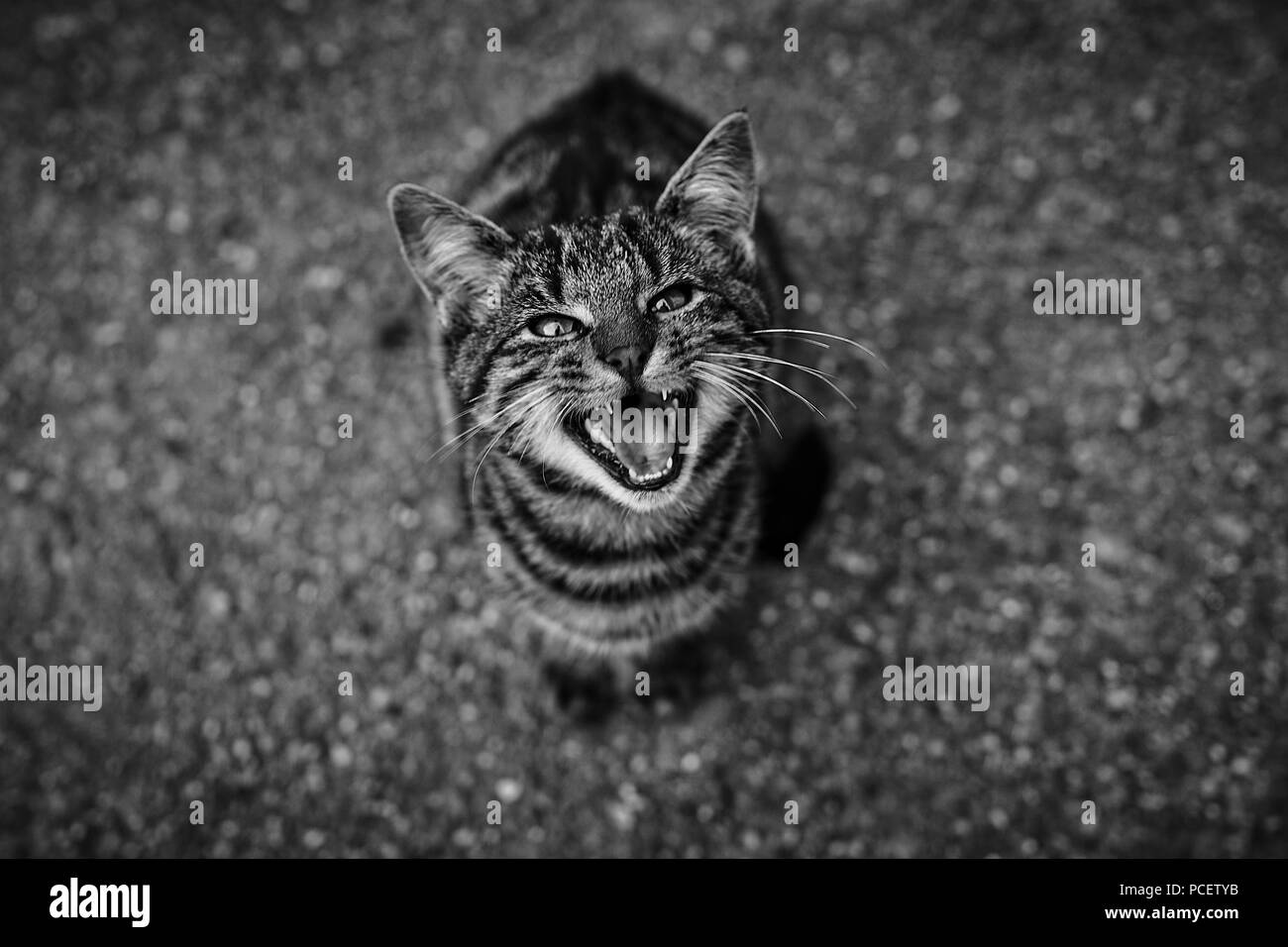 Domestic Cat Paw And Mouth High Resolution Stock Photography and Images ...