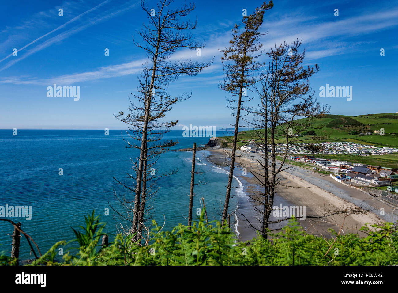 Trees by the beach Stock Photo - Alamy