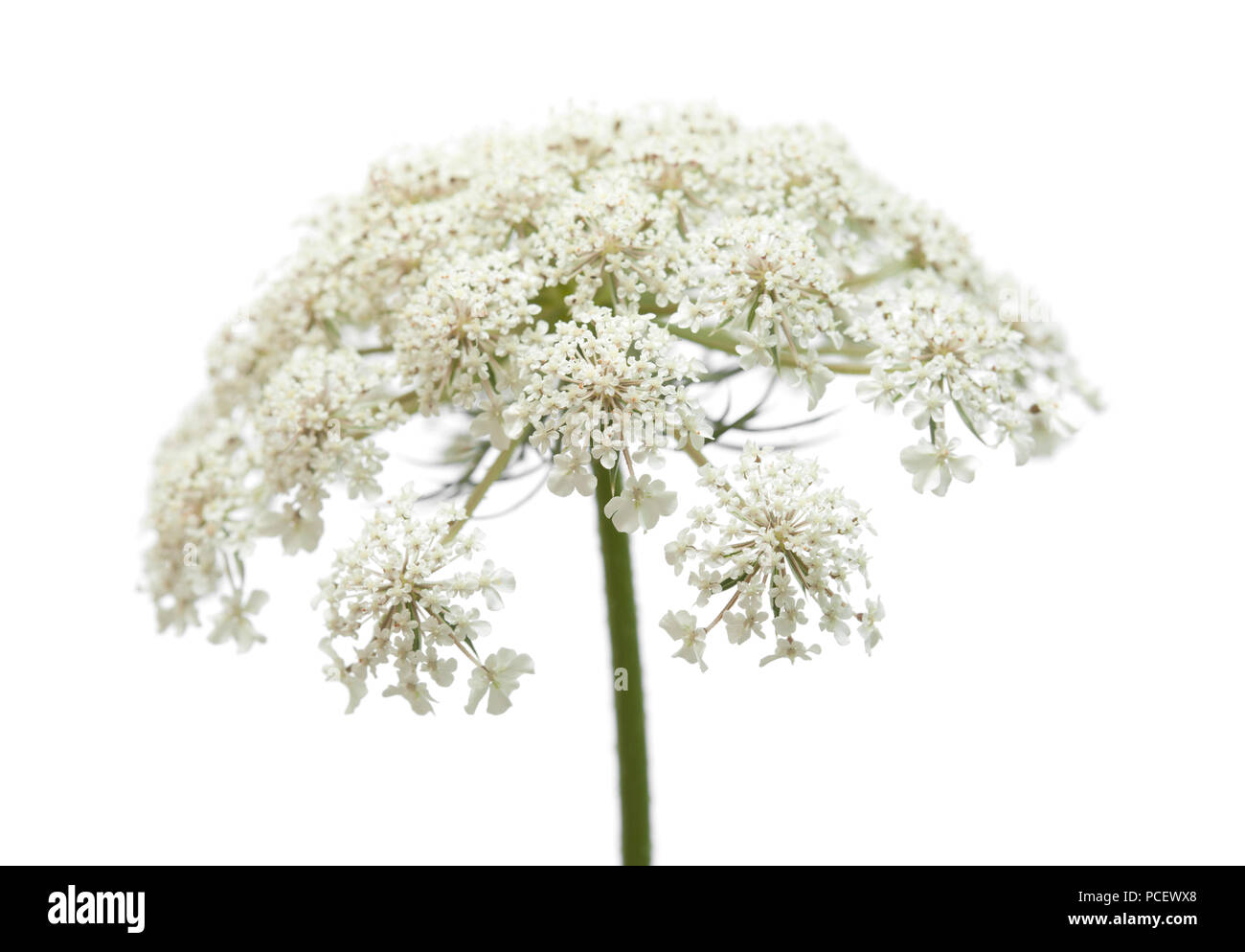 small white wild carrot flowers isolated on white background Stock ...