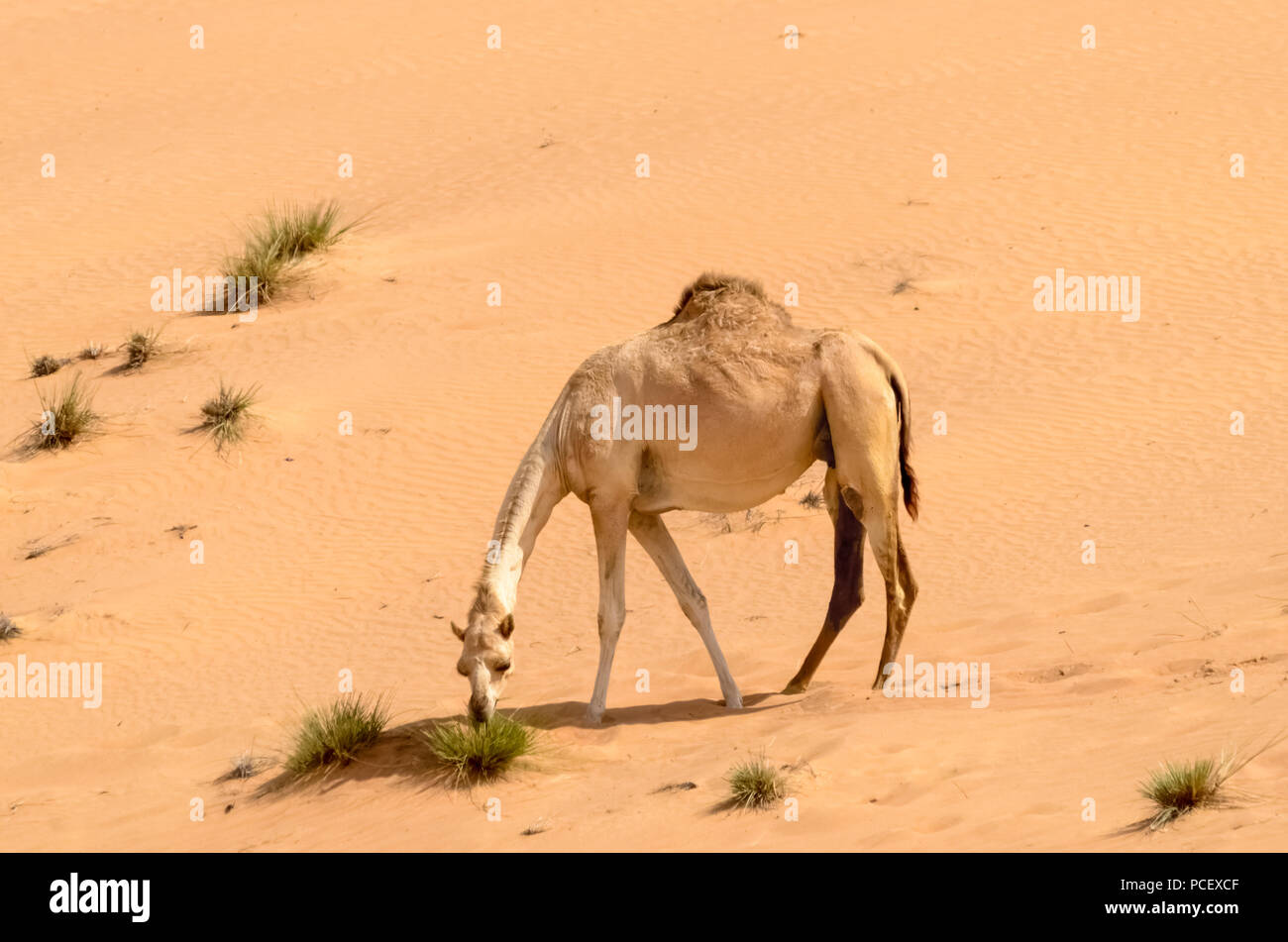 Small Camel Stock Photos & Small Camel Stock Images - Alamy
