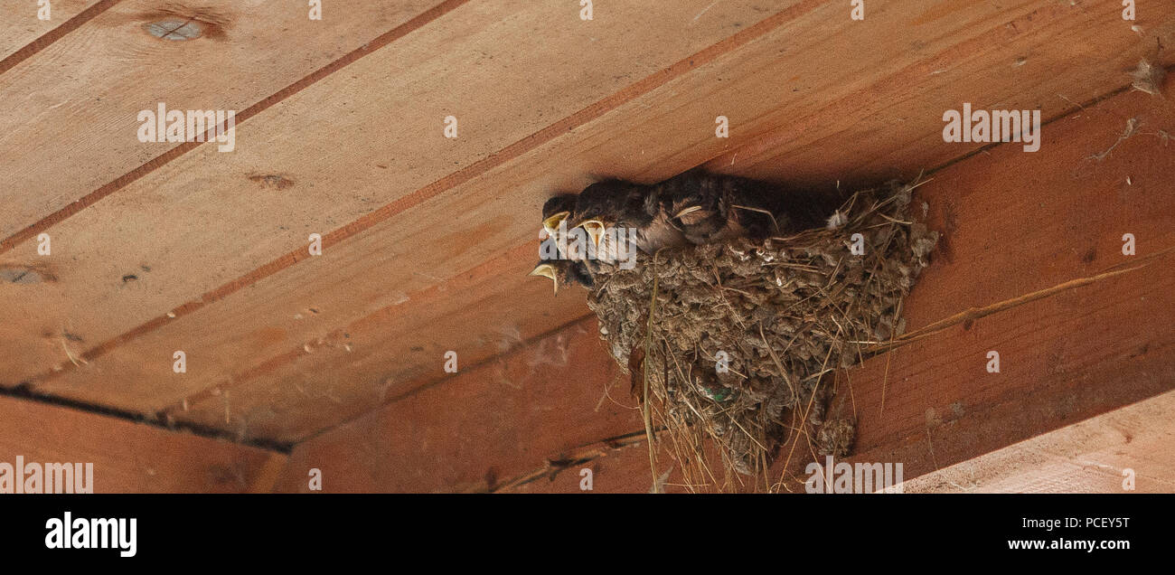 Bird family at nest. Feeding small birds, newborns. Swallow protecting ...