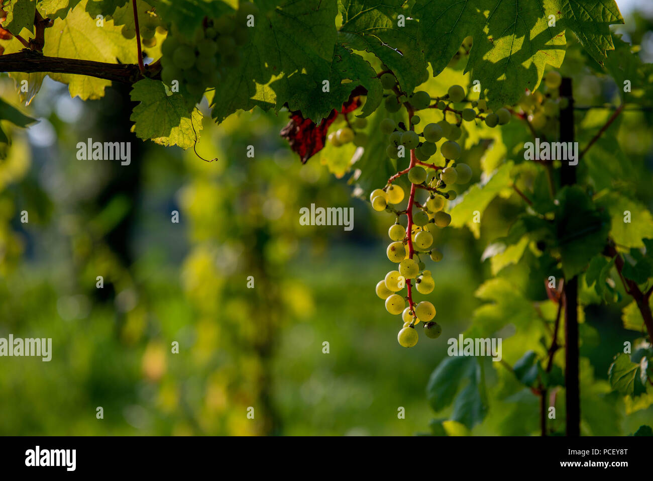 Vines spinning hi-res stock photography and images - Alamy