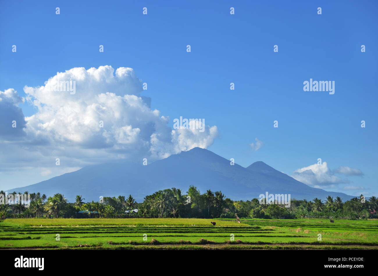 Coconut plantation philippines hi-res stock photography and images - Alamy