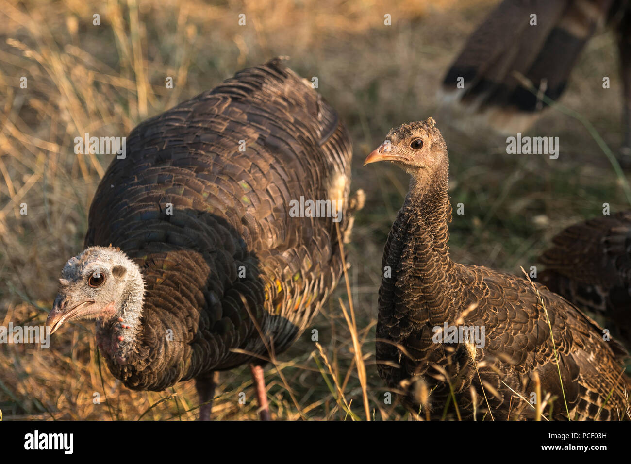 Baby wild turkey hi-res stock photography and images - Alamy