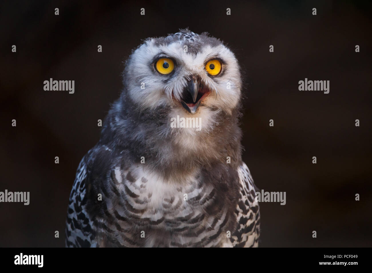 Micrathene whitneyi, the owl owl or dwarf owl with his mouth open while ...