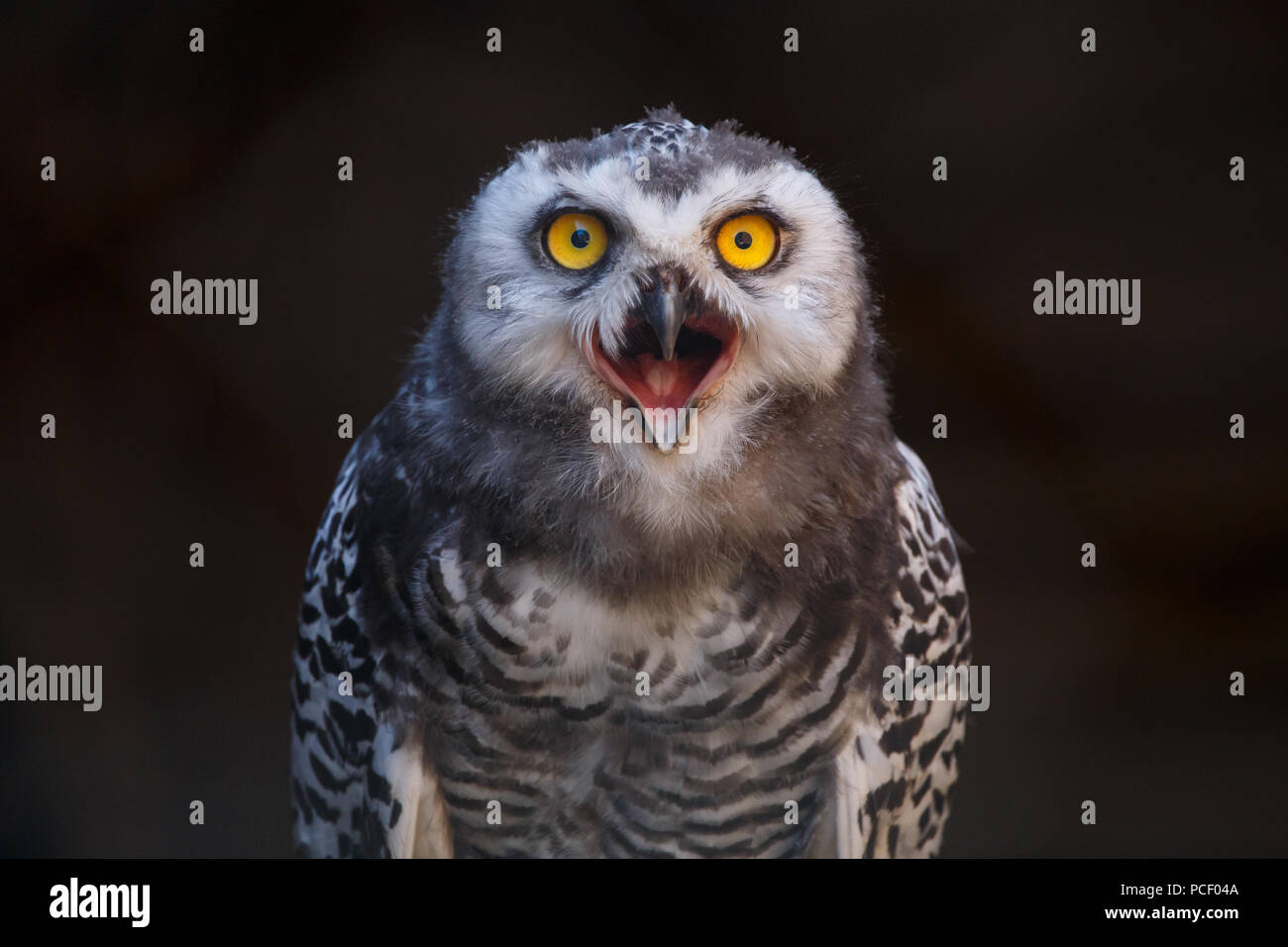 Micrathene whitneyi, the owl owl or dwarf owl with his mouth open while ...