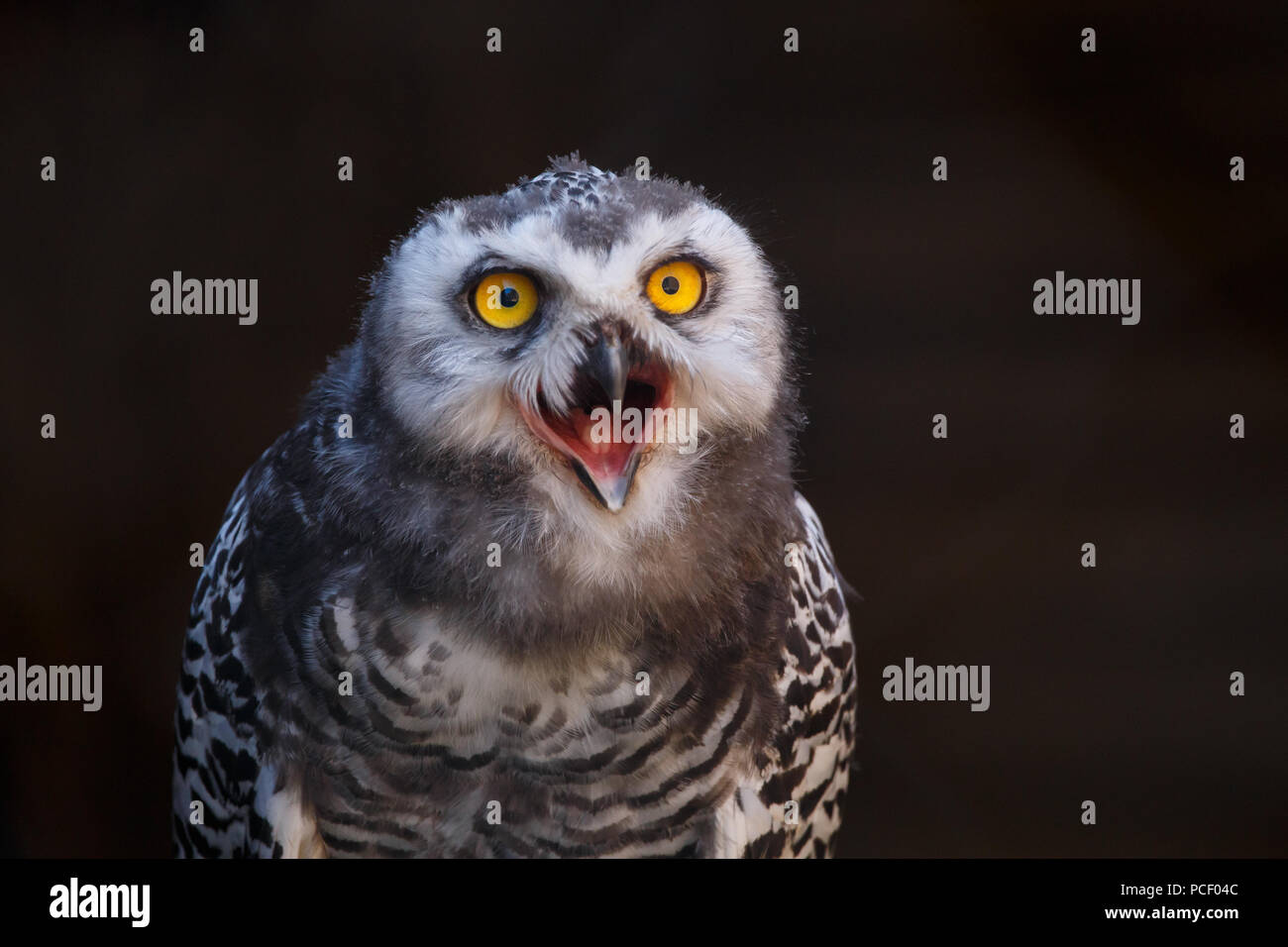 Micrathene whitneyi, the owl owl or dwarf owl with his mouth open while ...