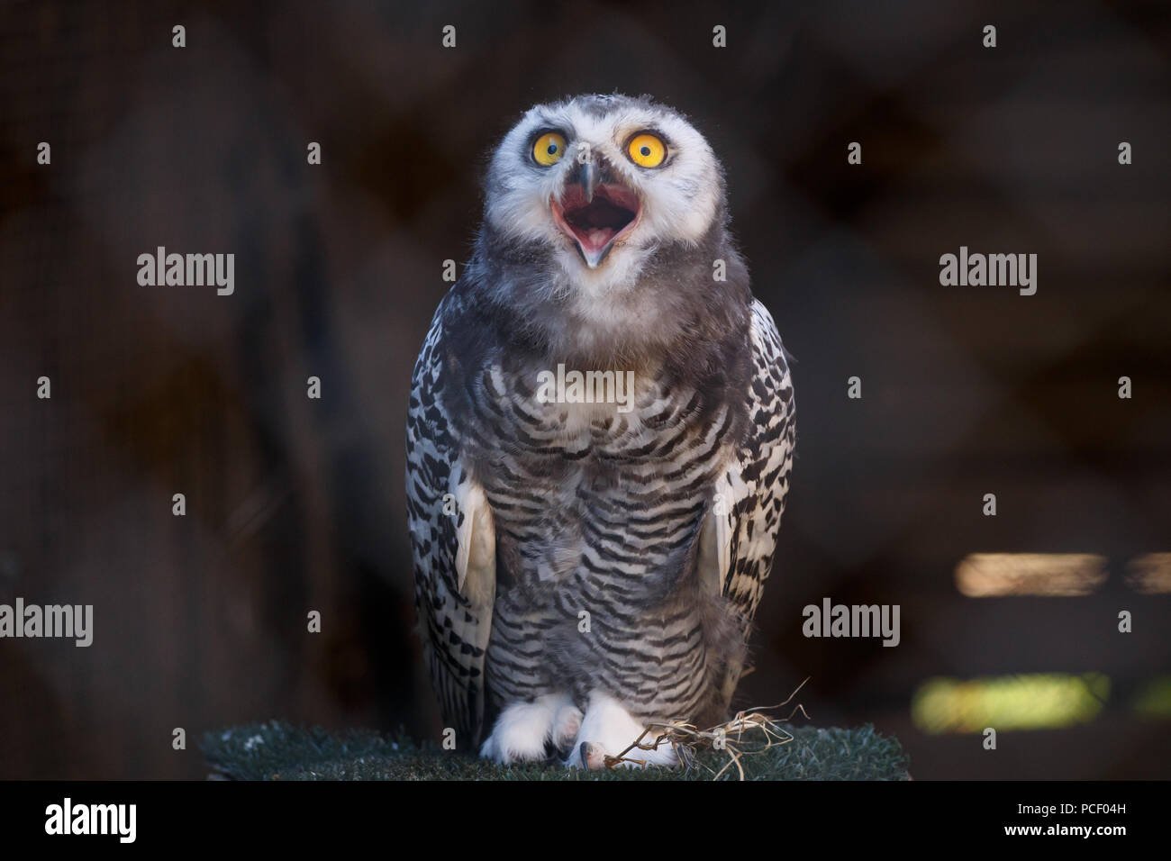 Micrathene whitneyi, the owl owl or dwarf owl with his mouth open while ...