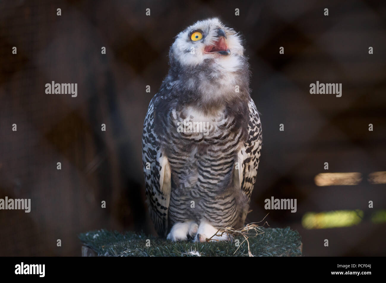 Micrathene whitneyi, the owl owl or dwarf owl with his mouth open while ...