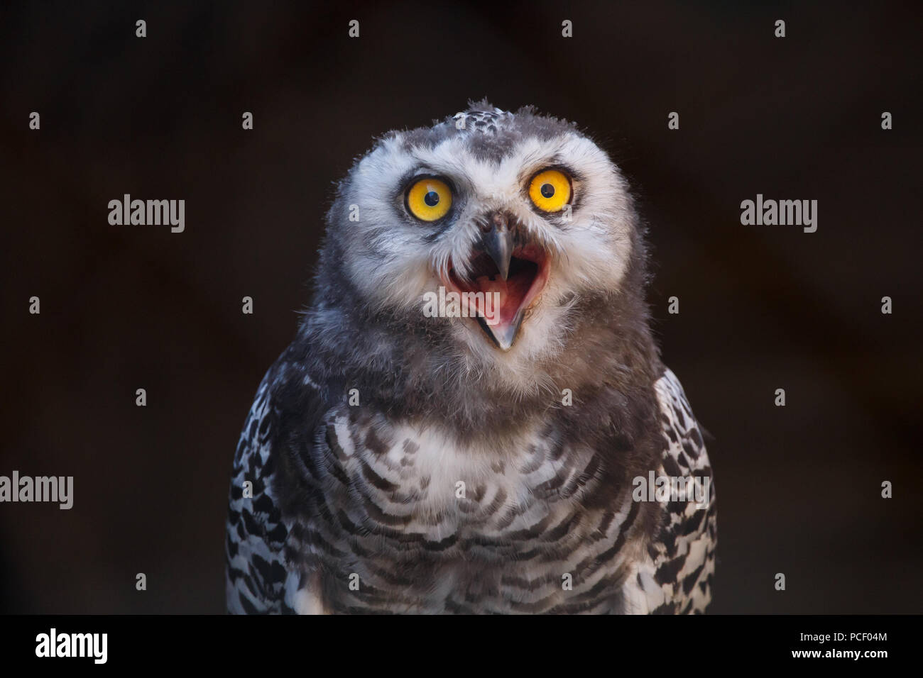 Micrathene whitneyi, the owl owl or dwarf owl with his mouth open while ...