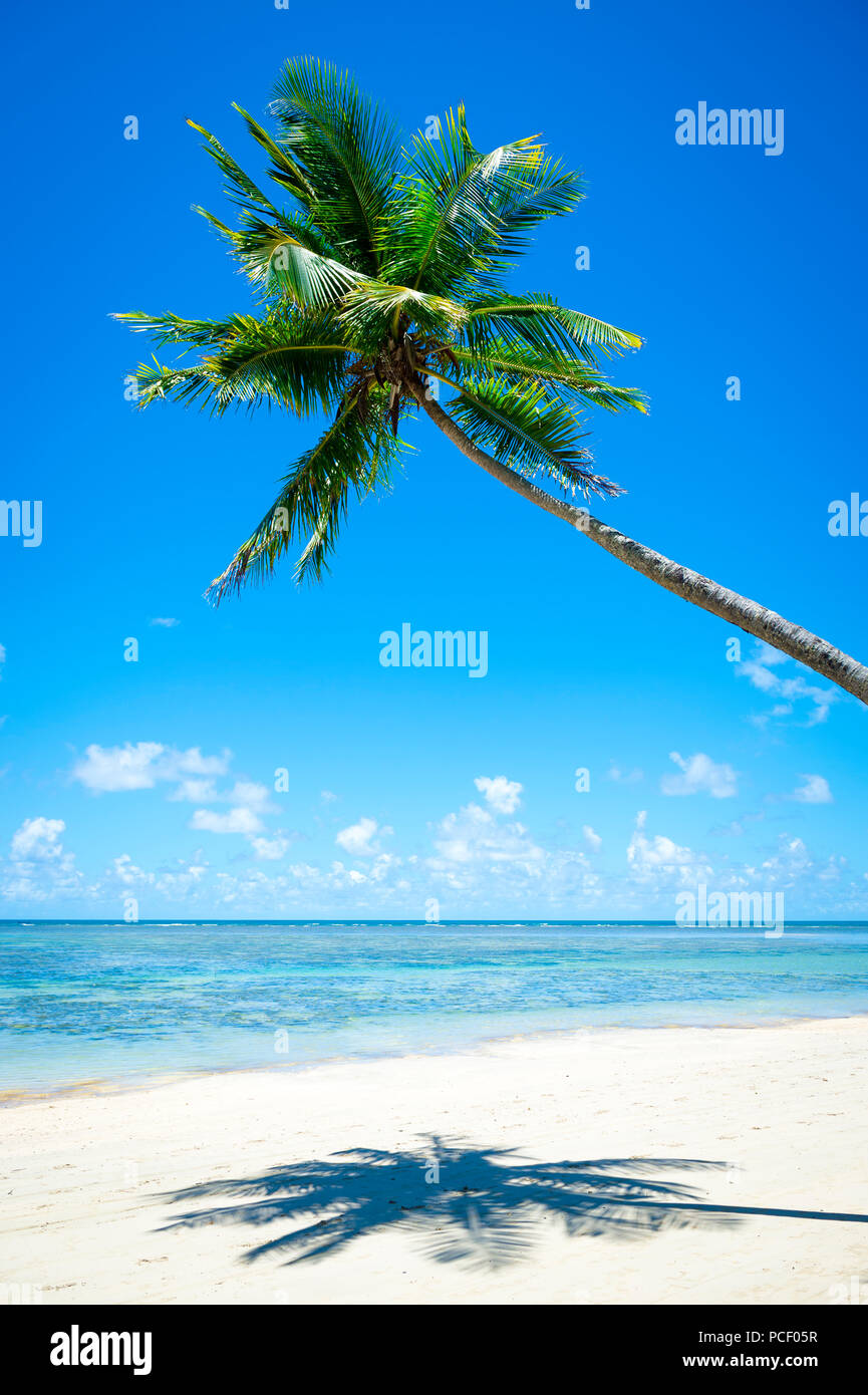 Single palm tree cast shadows on wide remote tropical Brazilian island ...