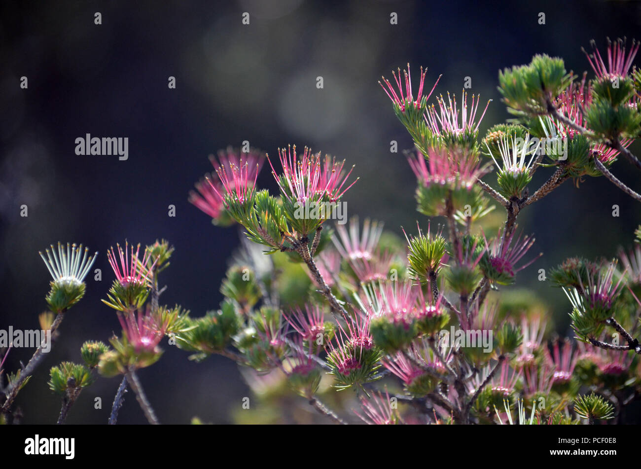 Red, pink, white flowers of the Australian native Myrtle, Darwinia ...