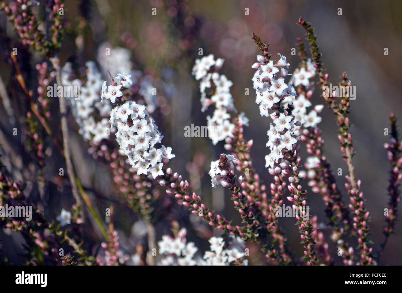 Flowers and buds of Australian native Coast Coral Heath, Epacris ...