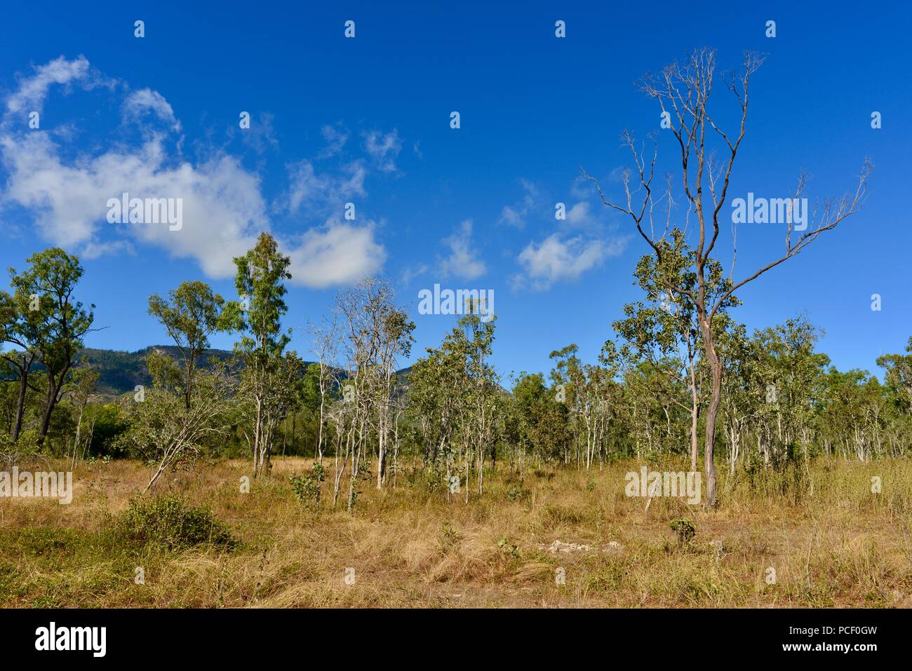 Eucalyptus trees in a dry sclerophyll forest, Townsville, Queensland ...
