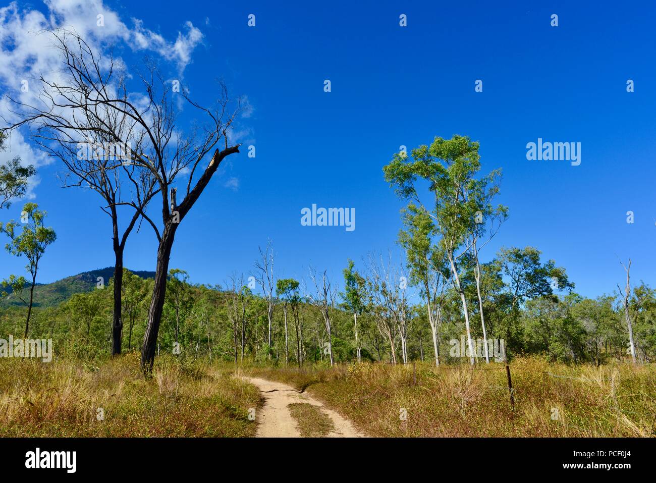 Eucalyptus trees in a dry sclerophyll forest, Townsville, Queensland ...