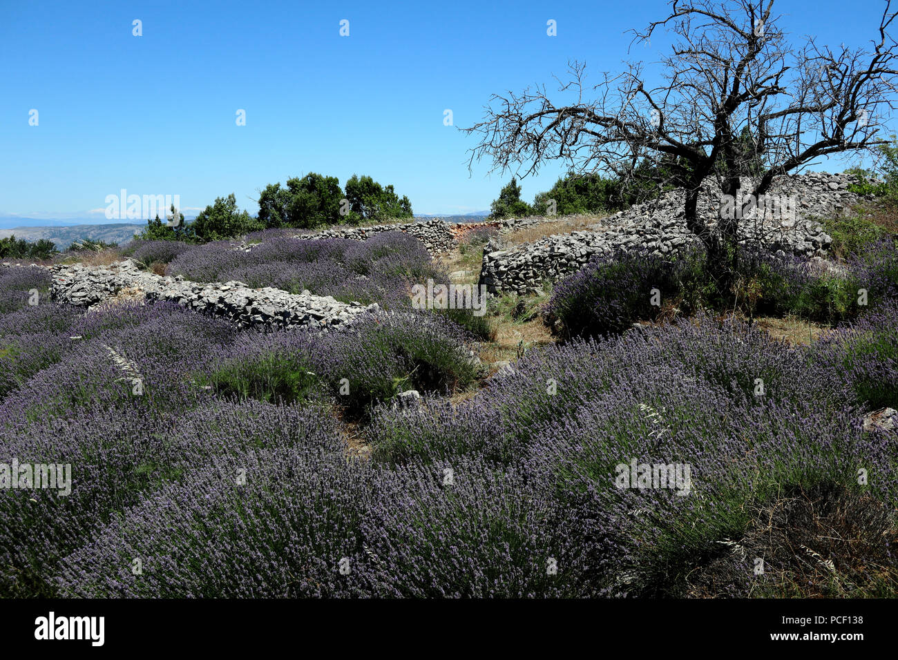 Lavender field near Brusje, Hvar, Croatia Stock Photo - Alamy