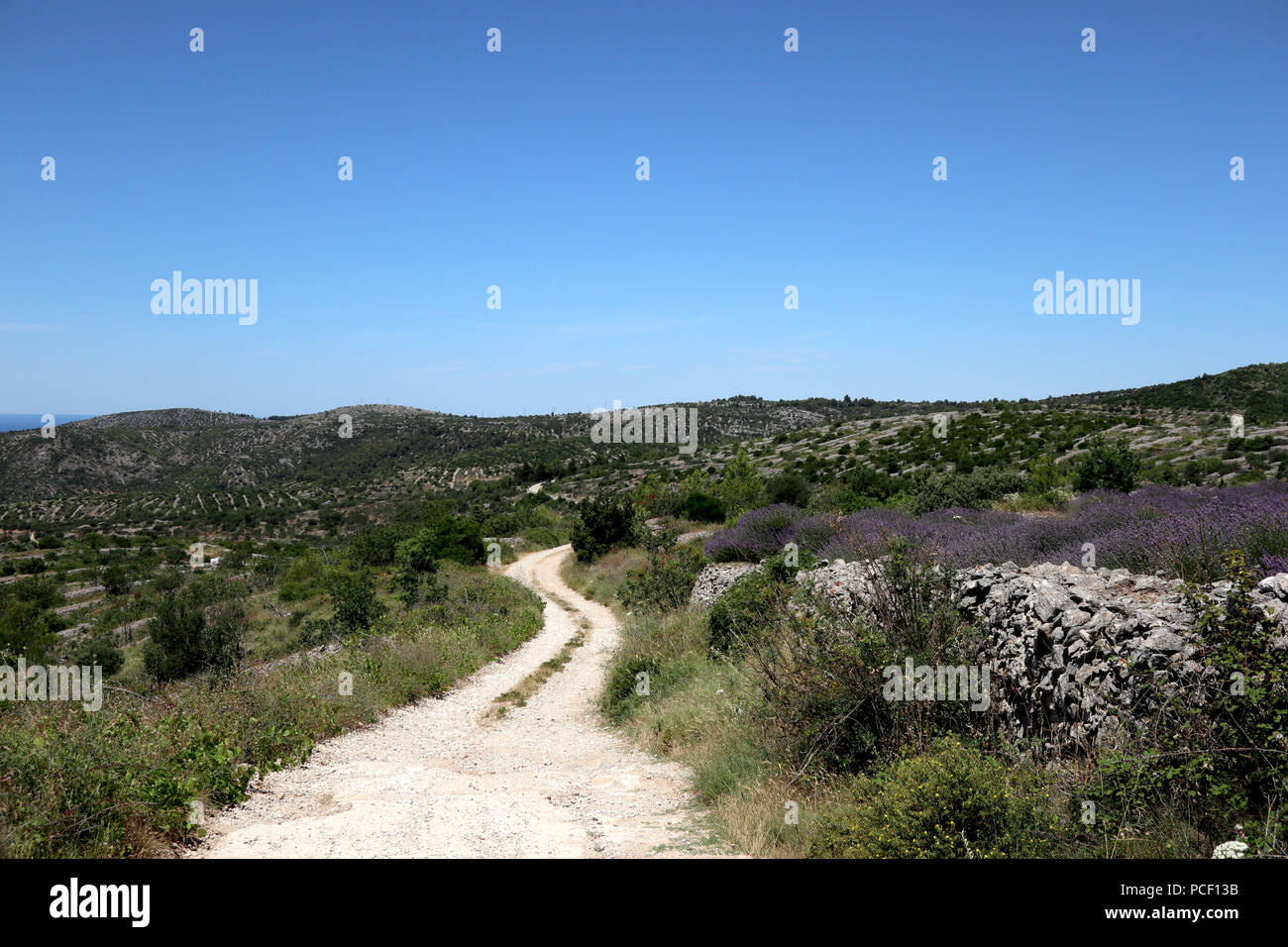 Lavender field near Brusje, Hvar, Croatia Stock Photo - Alamy