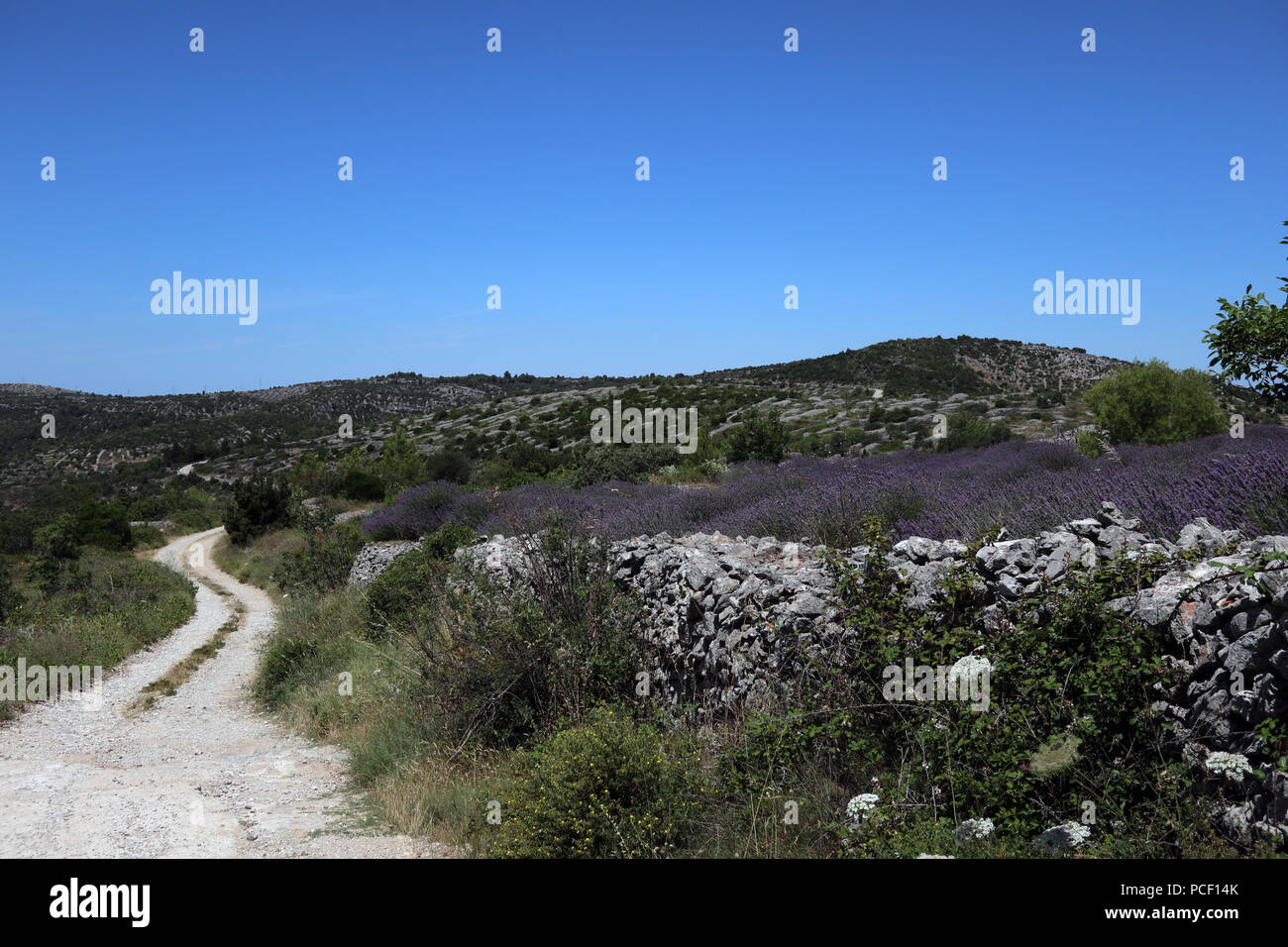 Lavender field near Brusje, Hvar, Croatia Stock Photo - Alamy