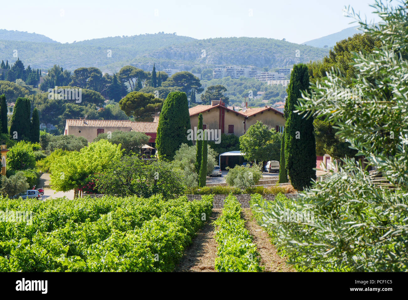Vineyards on the seaside, Cassis, Bouches-du-Rhône, France Stock Photo ...