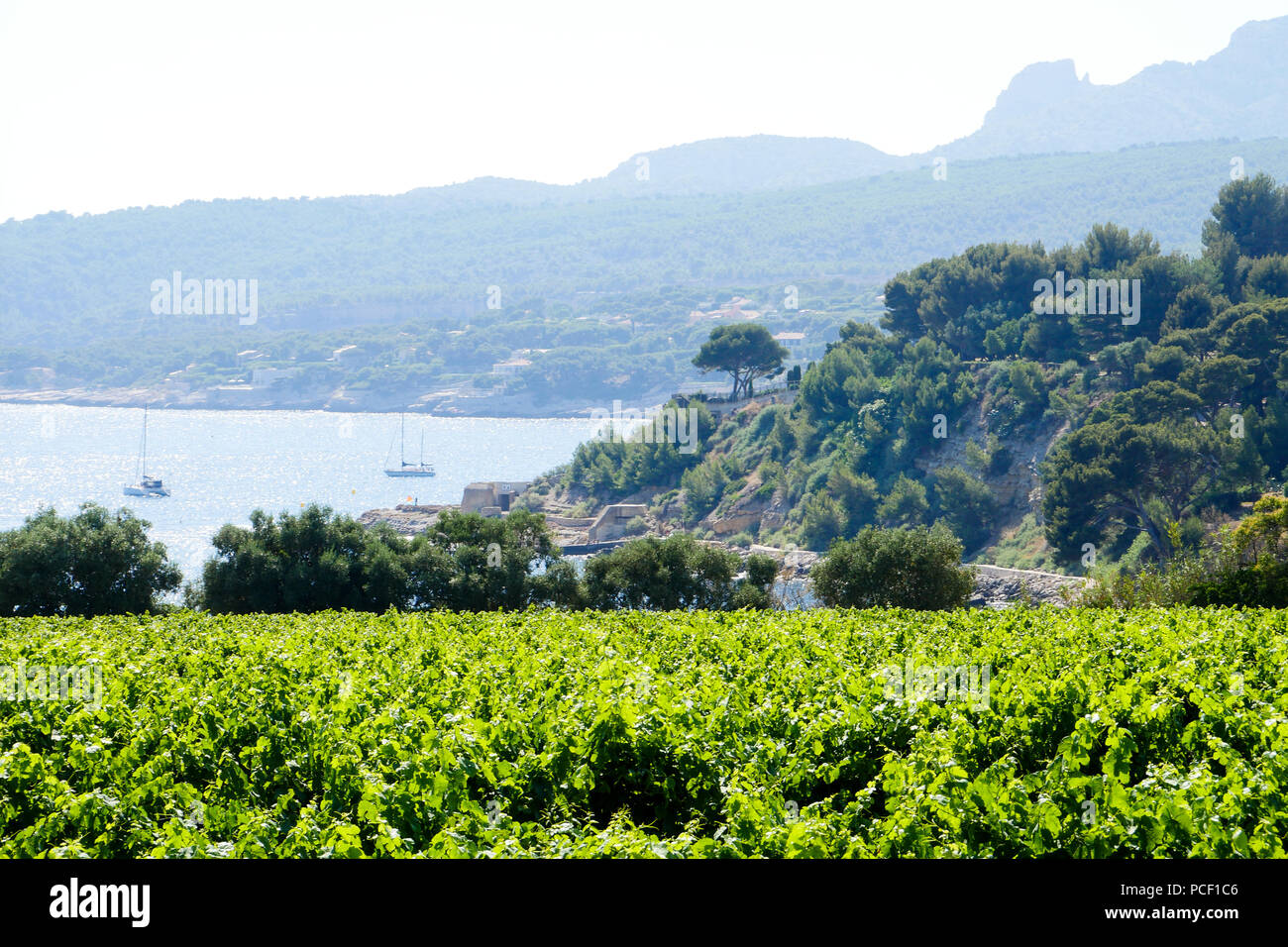 Vineyards on the seaside, Cassis, Bouches-du-Rhône, France Stock Photo ...