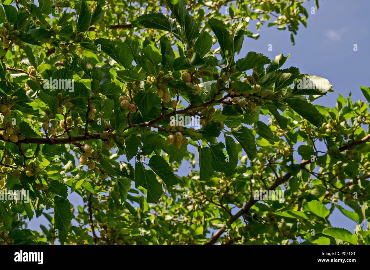 Morus alba hi-res stock photography and images - Alamy