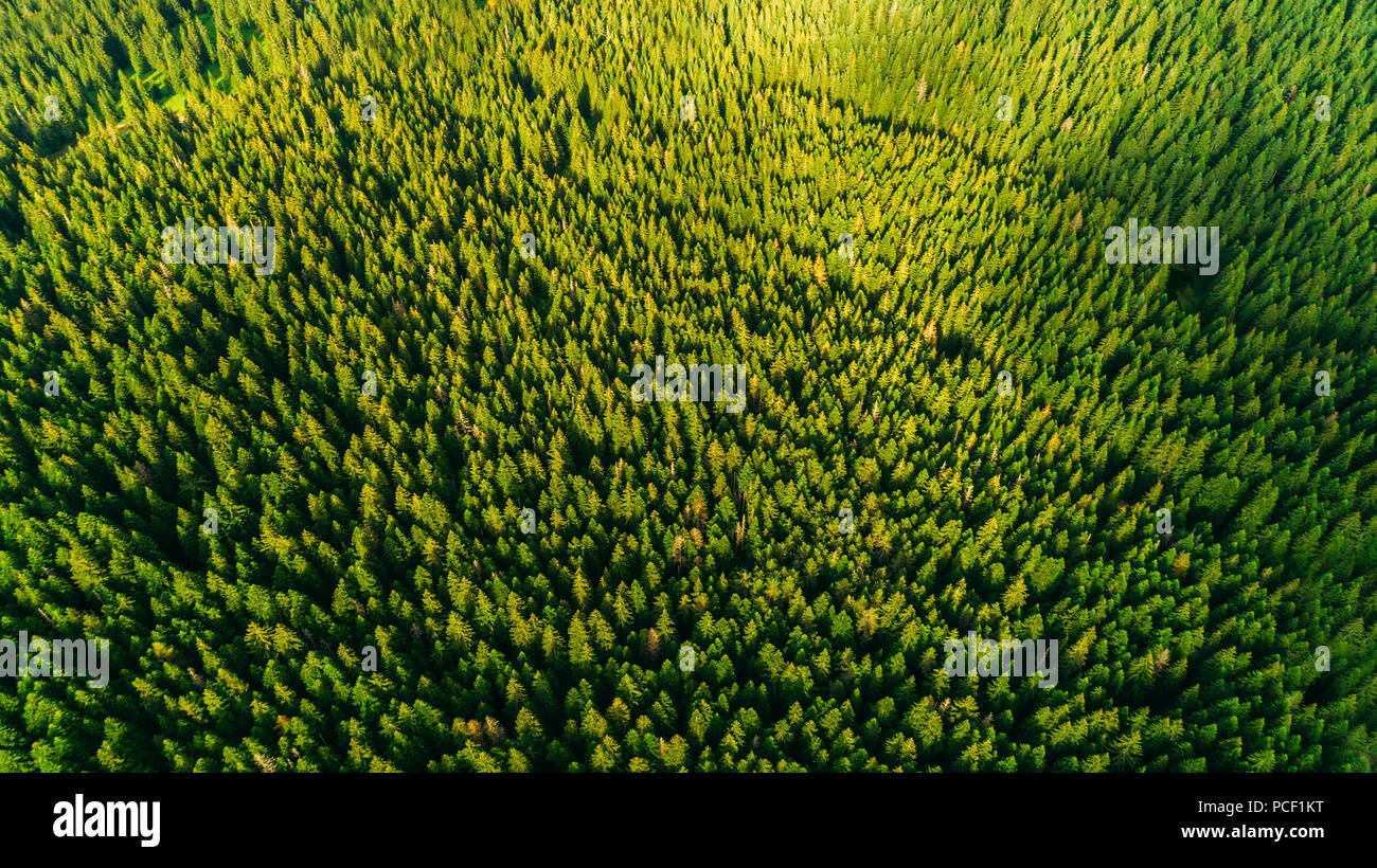 aerial view at green forest. Aerial top view of summer green trees in ...