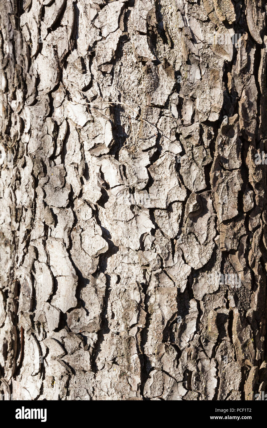 old wood tree, texture background pattern Stock Photo - Alamy