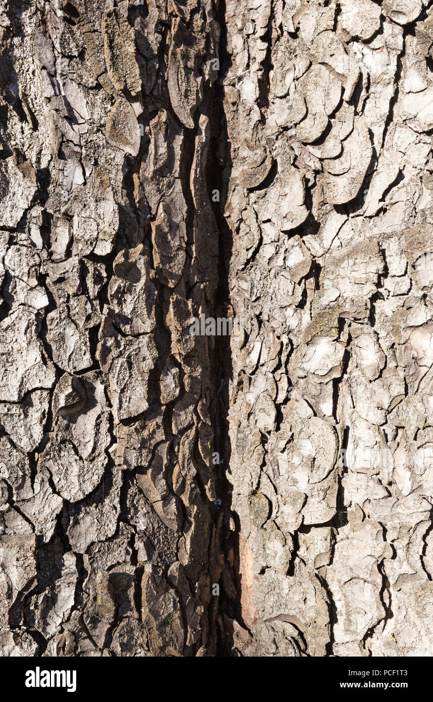 old wood tree, texture background pattern Stock Photo - Alamy