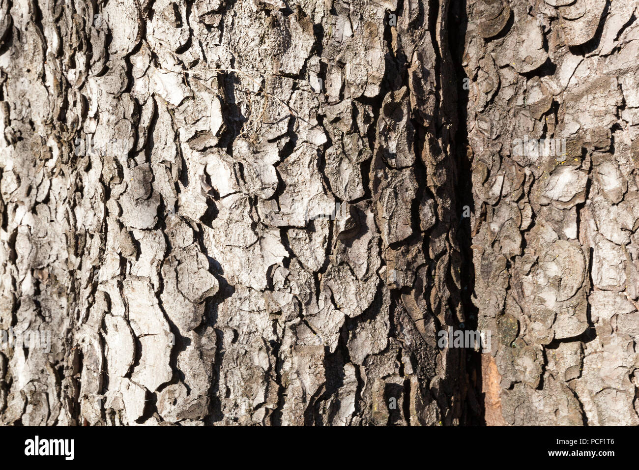 old wood tree, texture background pattern Stock Photo - Alamy