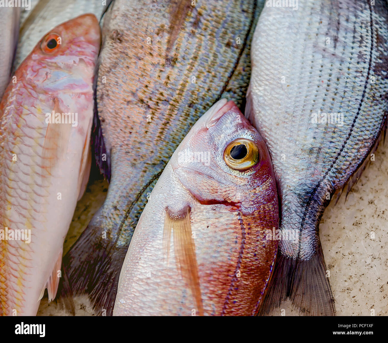 Red snapper fish studio hi-res stock photography and images - Alamy