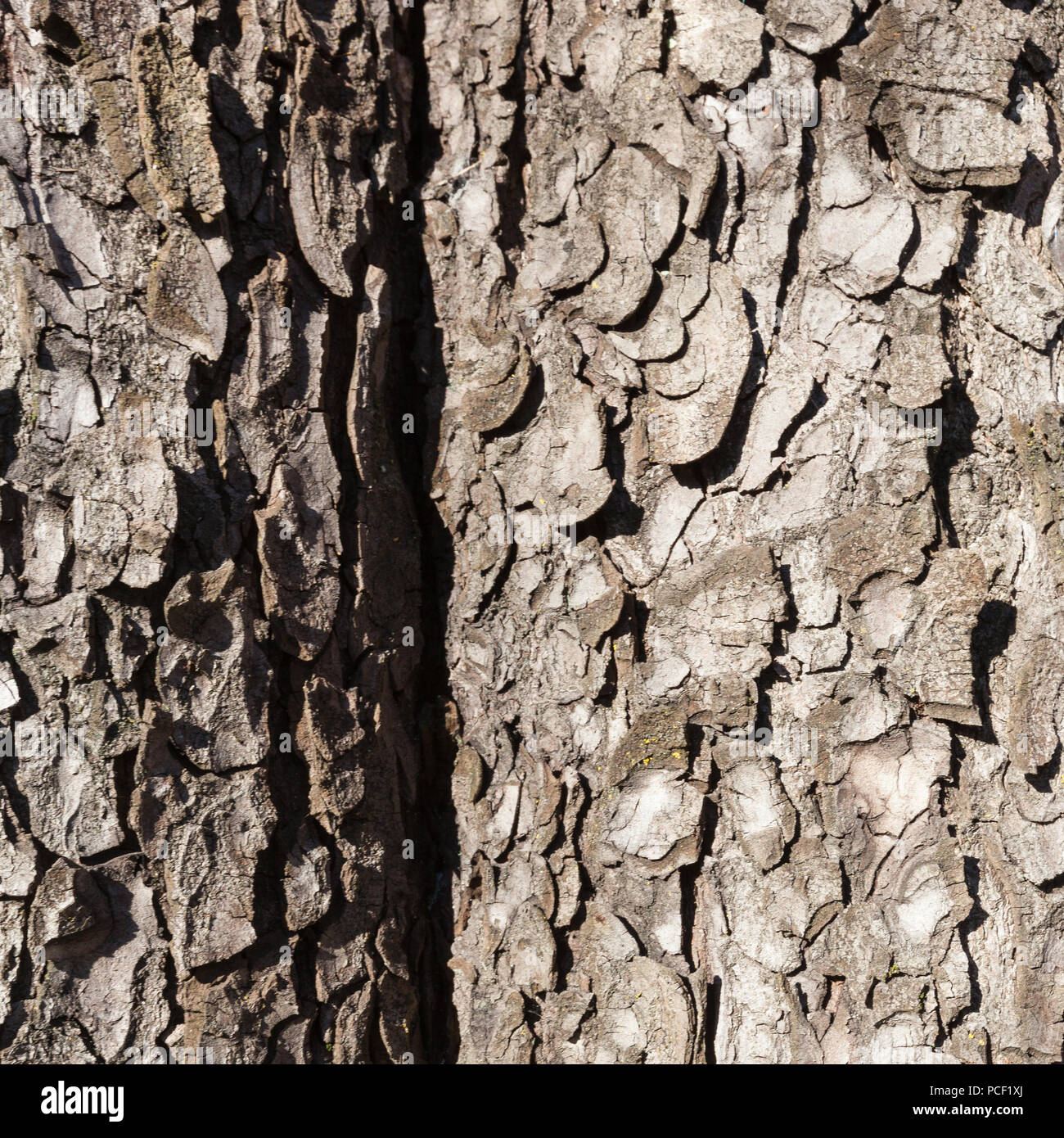 old wood tree, texture background pattern Stock Photo - Alamy