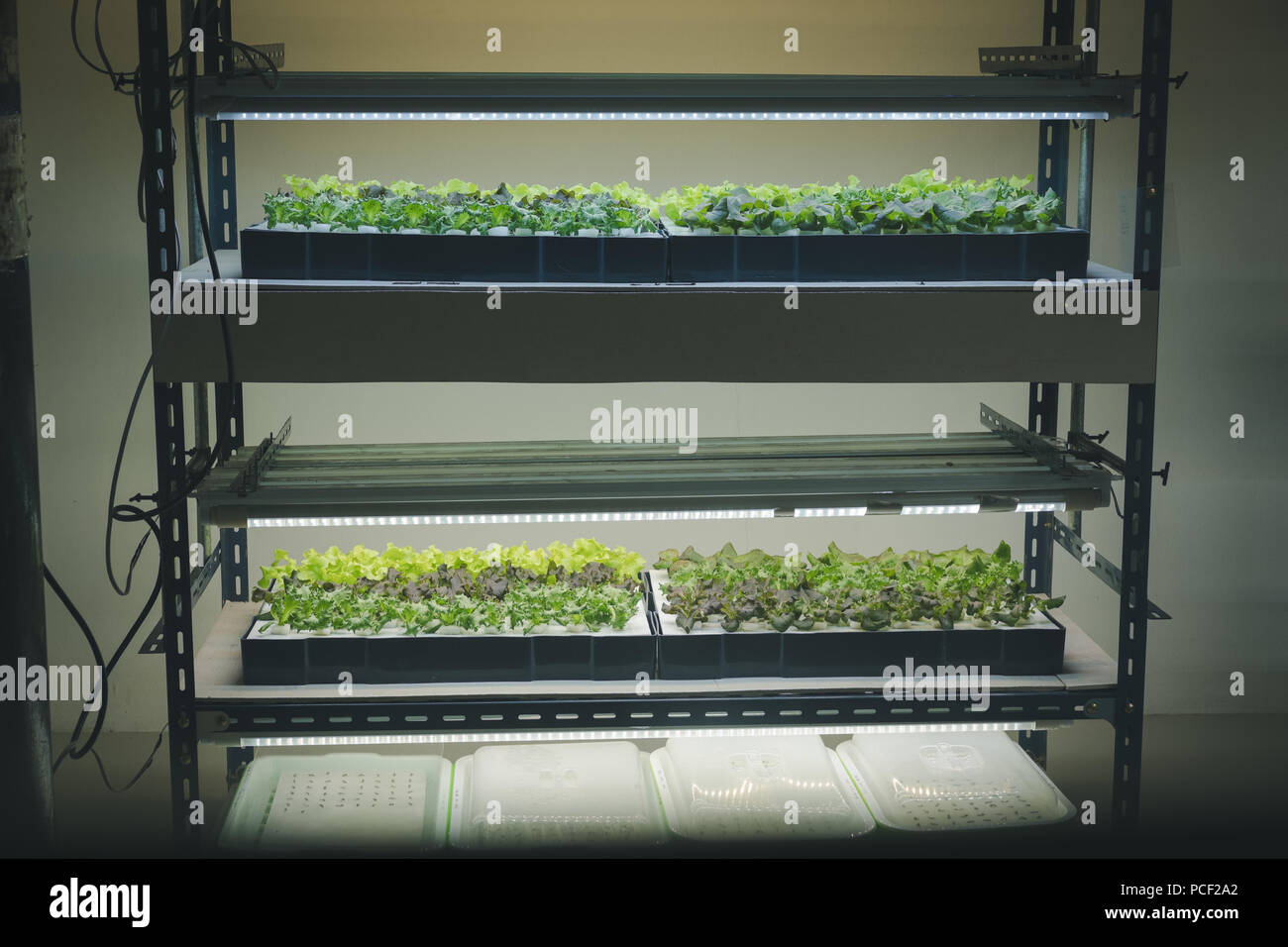 plant growing in smart indoor farm with artificial led light. spectrum ...