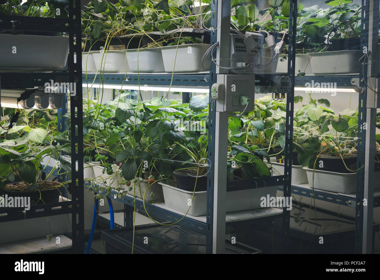 plant growing in smart indoor farm with artificial led light. spectrum ...