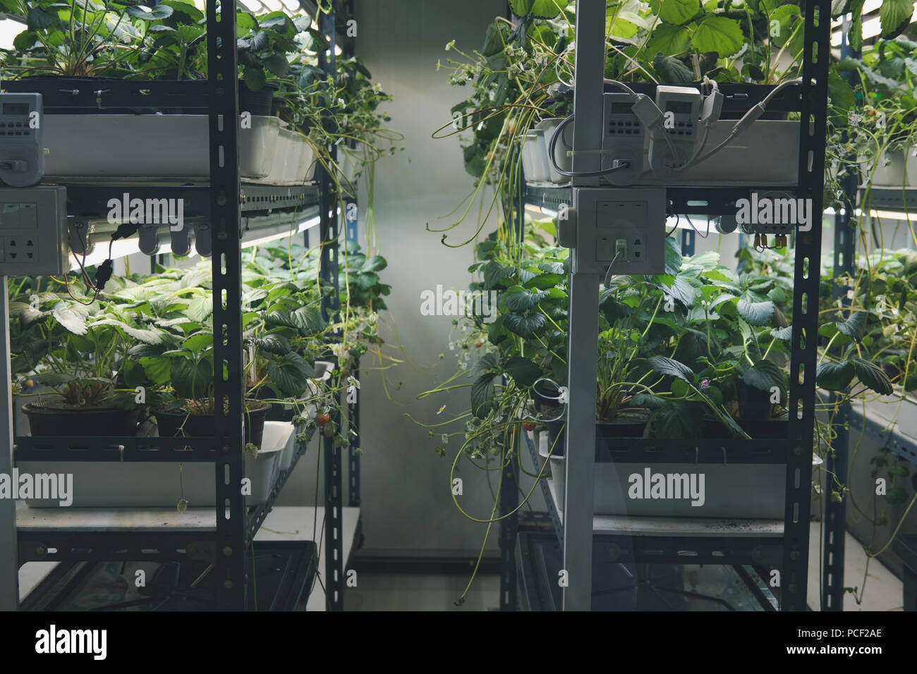 plant growing in smart indoor farm with artificial led light. spectrum ...