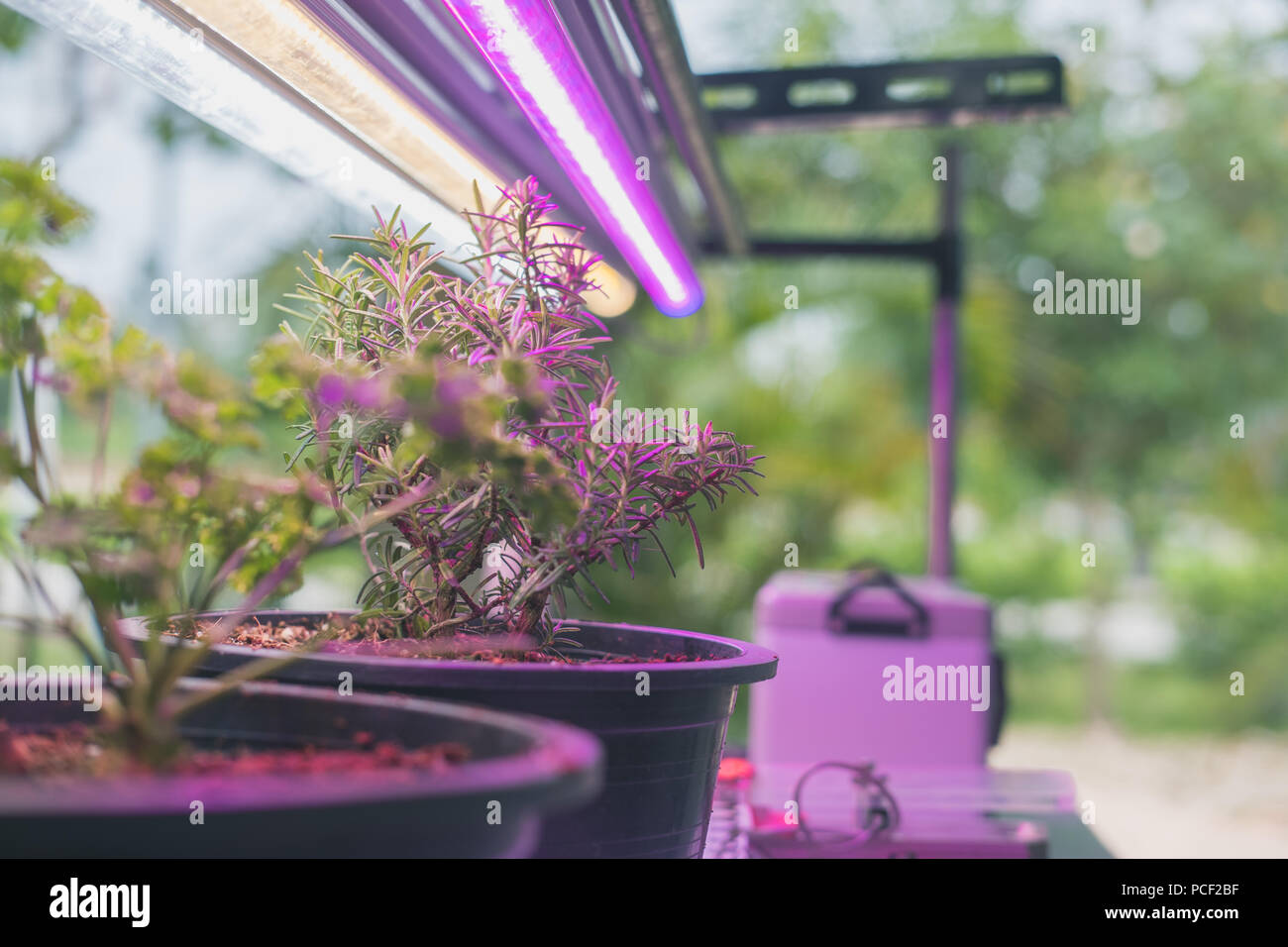 plant growing in smart indoor farm with artificial led light. spectrum ...
