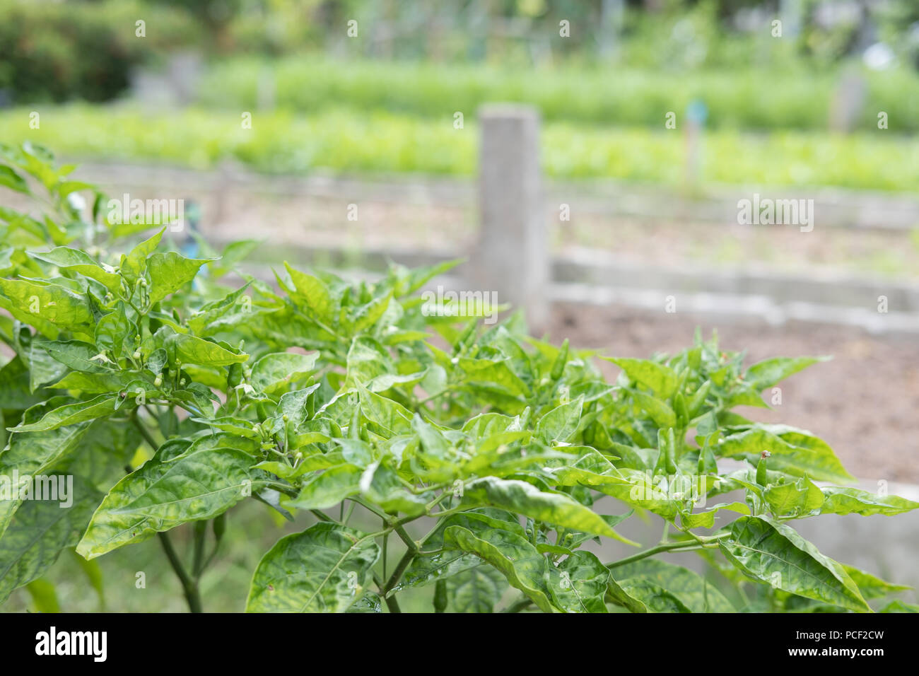 plant growing in farm. vegetable garden. organic plantation Stock Photo ...