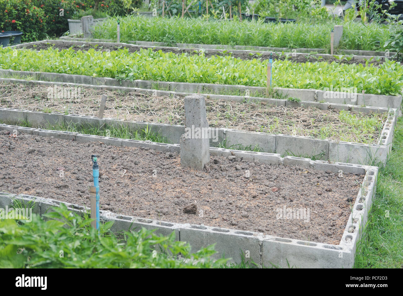 plant growing in farm. vegetable garden. organic plantation Stock Photo ...