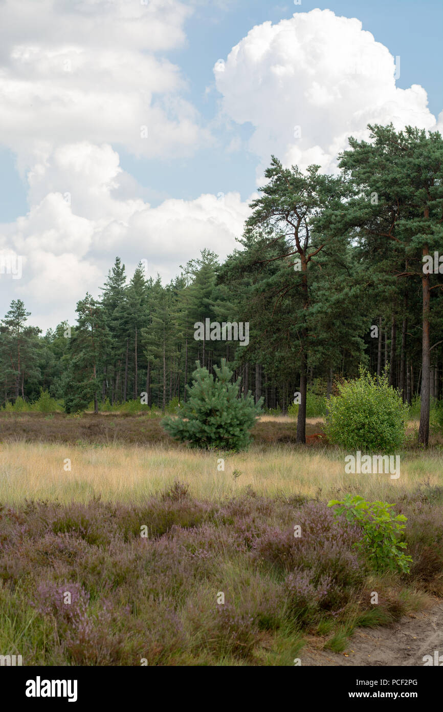 Large green forest in the Netherlands and Belgium, Kempen pine forest ...