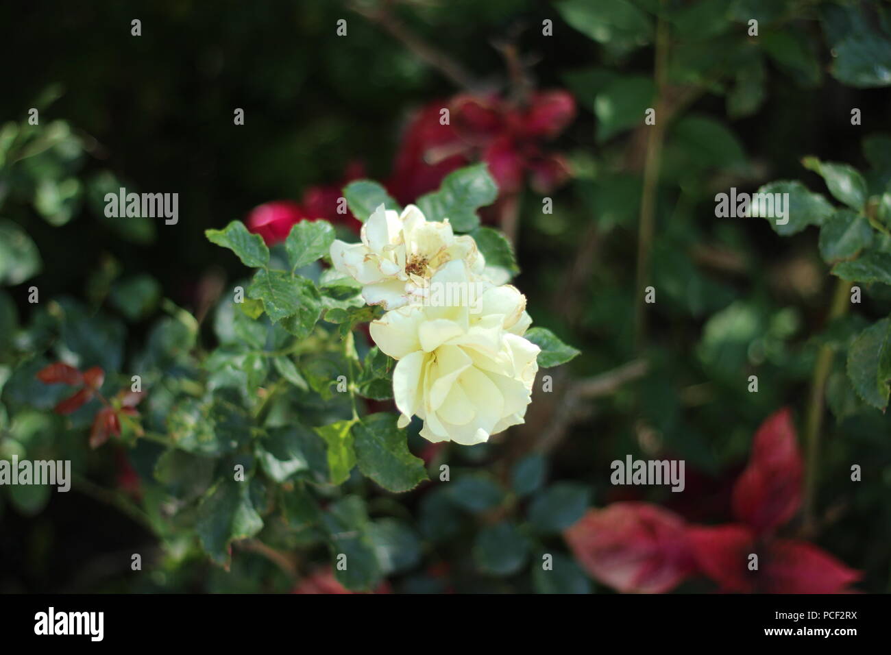 Los roses hi-res stock photography and images - Alamy