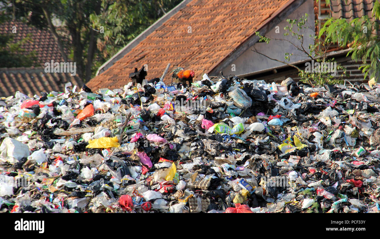 Chicken in a garbage pile. Plastic pollution crisis Stock Photo - Alamy