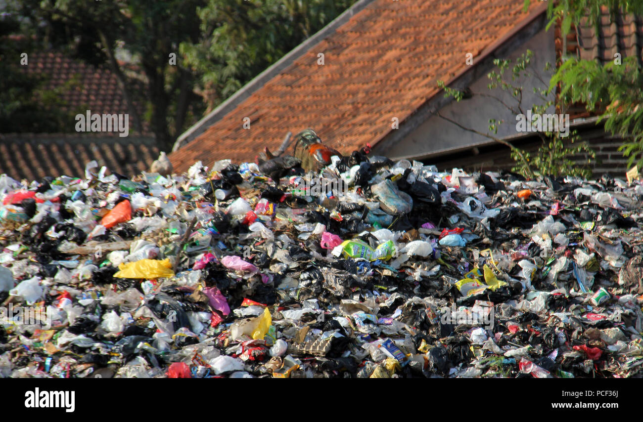 Chicken in a garbage pile. Plastic pollution crisis Stock Photo - Alamy
