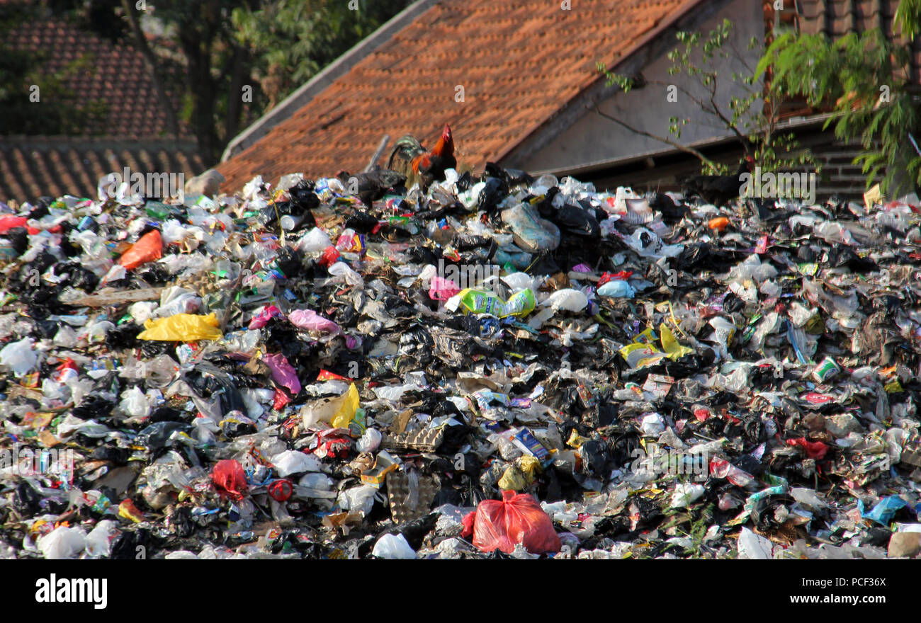 Chicken in a garbage pile. Plastic pollution crisis Stock Photo - Alamy