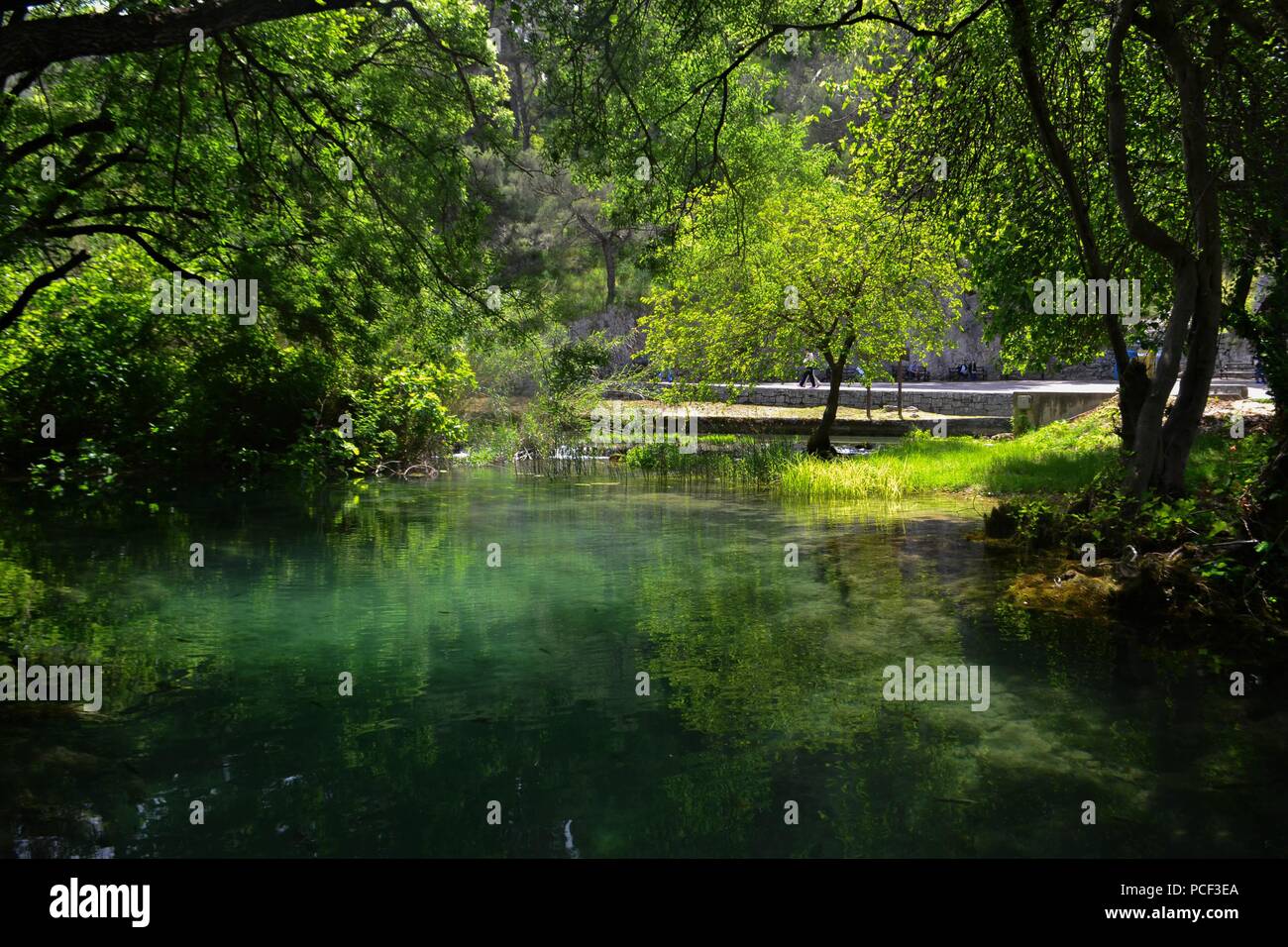 Beautiful green tree by the river/ Green oasis Stock Photo - Alamy