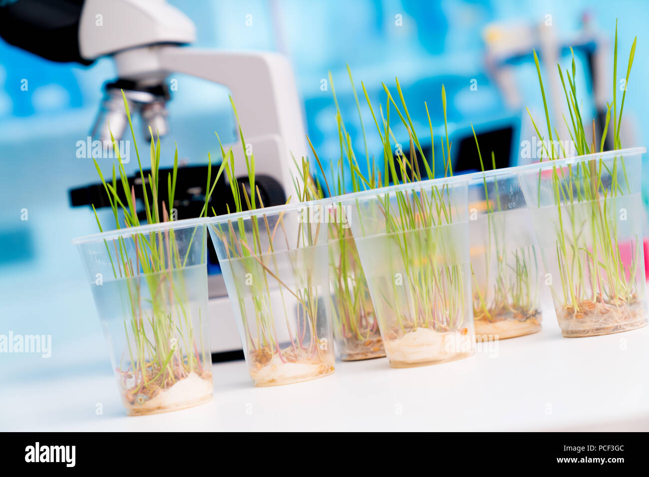 Grass end microscope in biological lab Stock Photo - Alamy