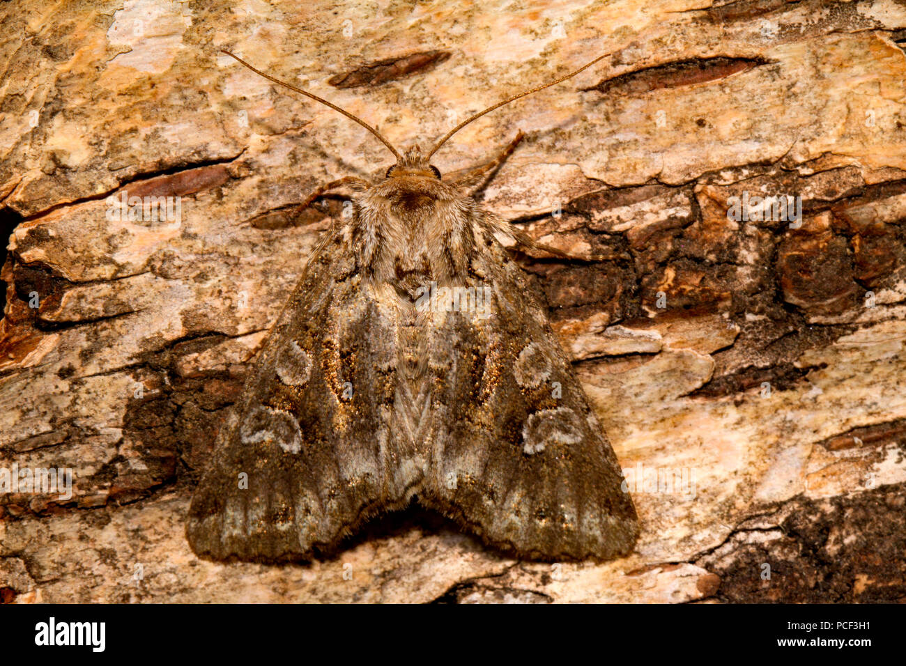 Rustic shoulder knot moth hi-res stock photography and images - Alamy