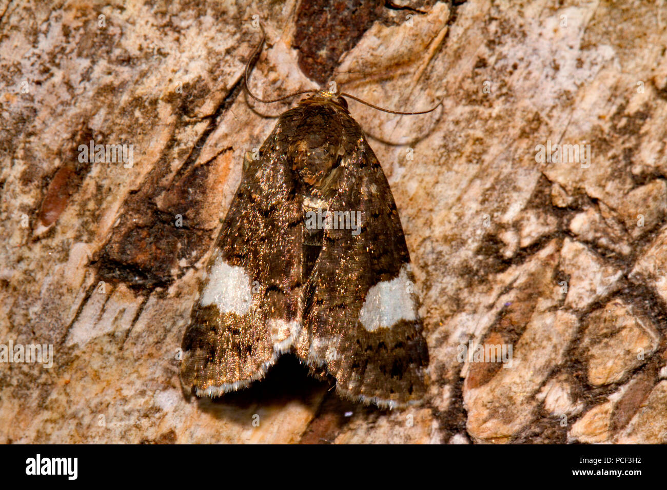 four-spotted moth, (Tyta luctuosa Stock Photo - Alamy